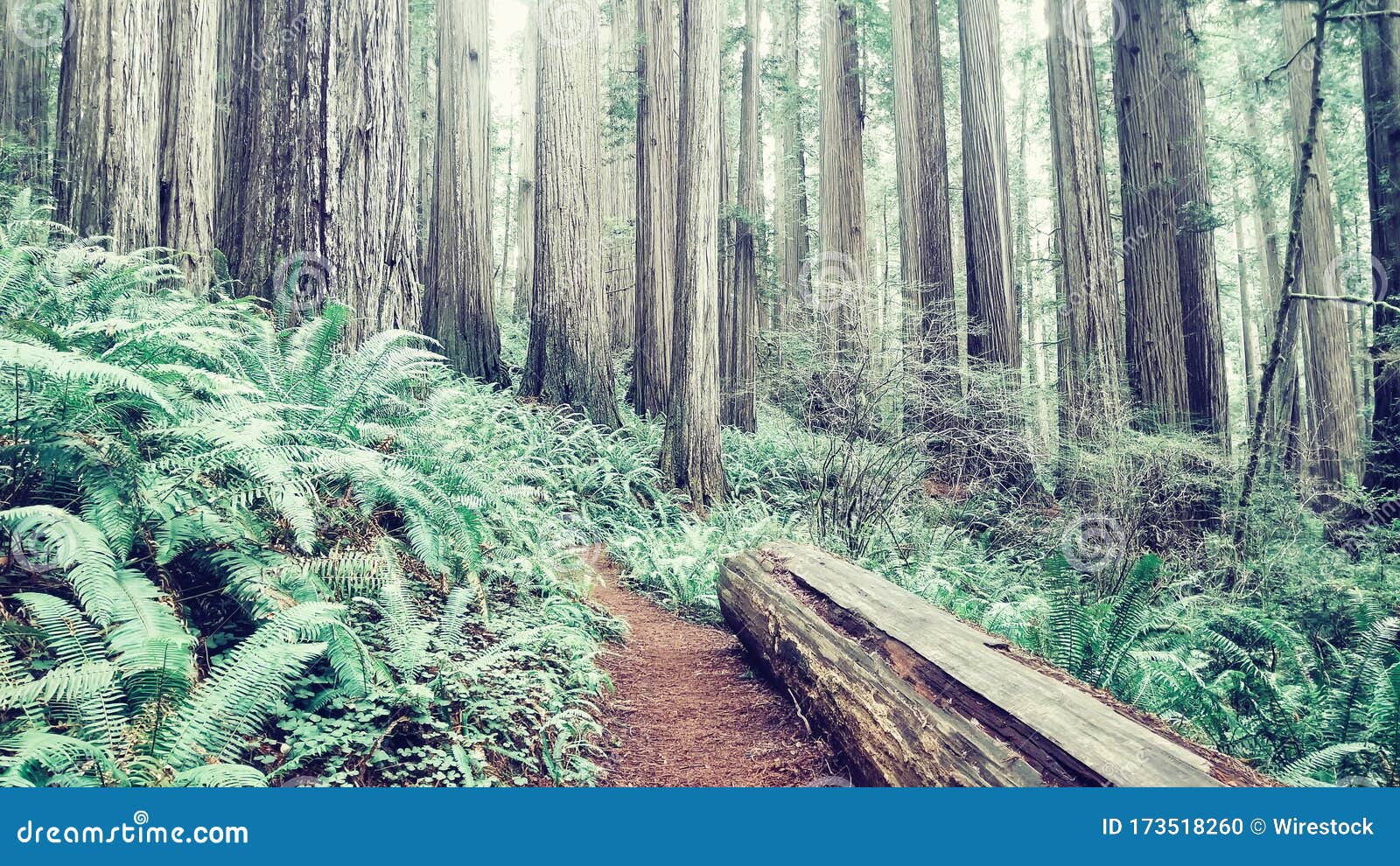 Wide Angle Shot of Tree Trunks in the Woods with a Fallen Trunk Along ...