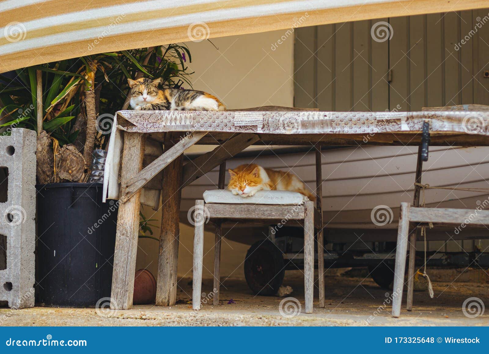 Wide Angle Shot of Two Cats Sitting on a Chair and a Table Stock Photo ...
