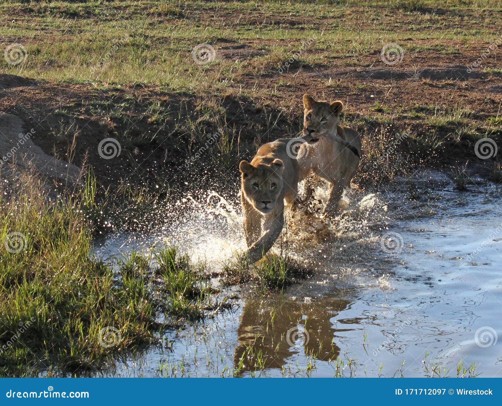 Wide Angle Shot of Two Lions Running on the Water Stock Image - Image ...