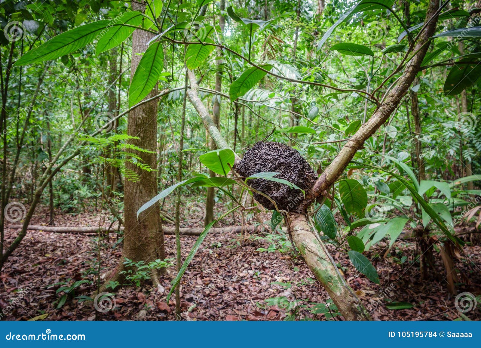 Termite Mound on Tree in the Forest Stock Photo - Image of nest ...