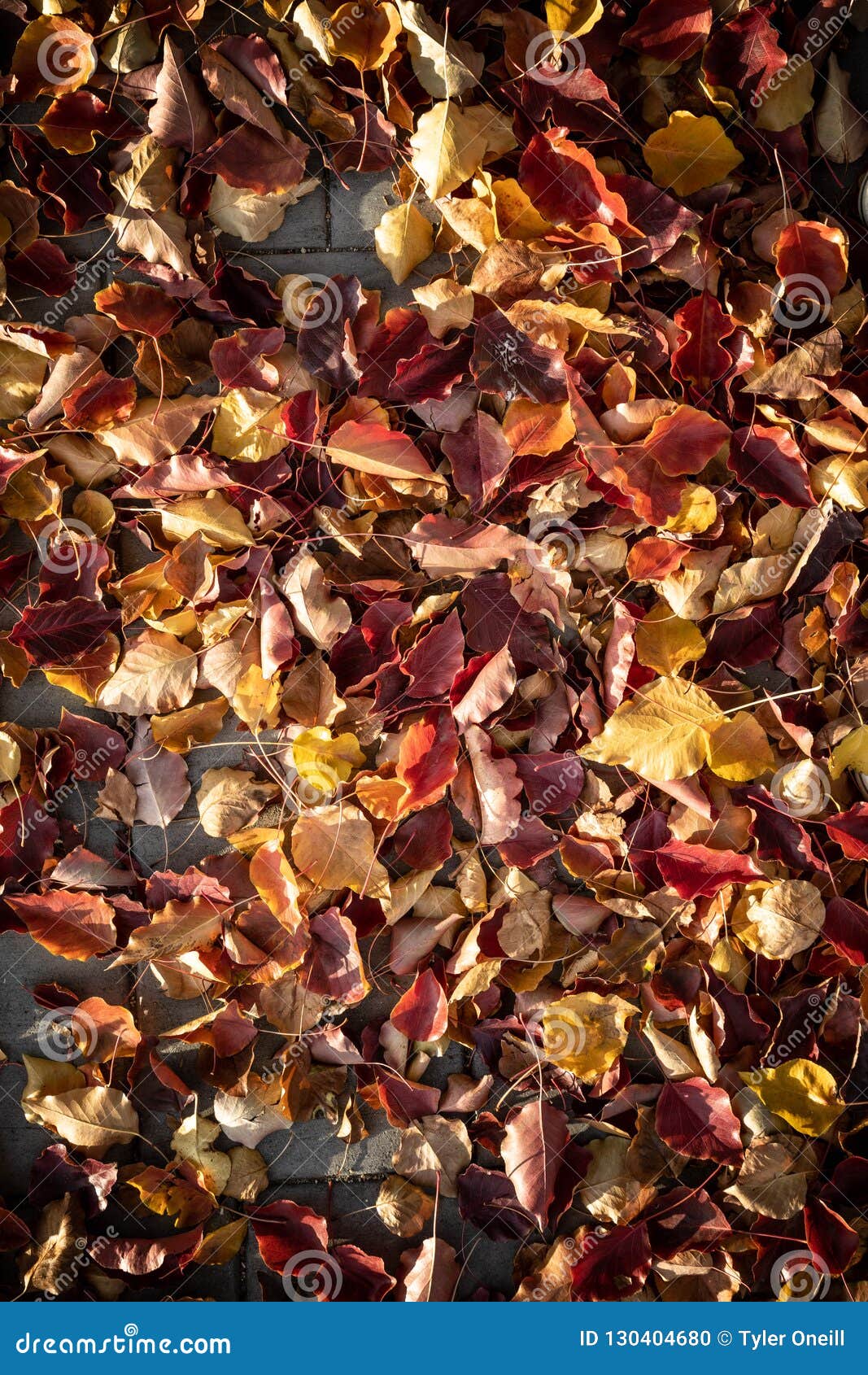 Colorful Fall Leaves Background Texture Stock Photo - Image of november ...