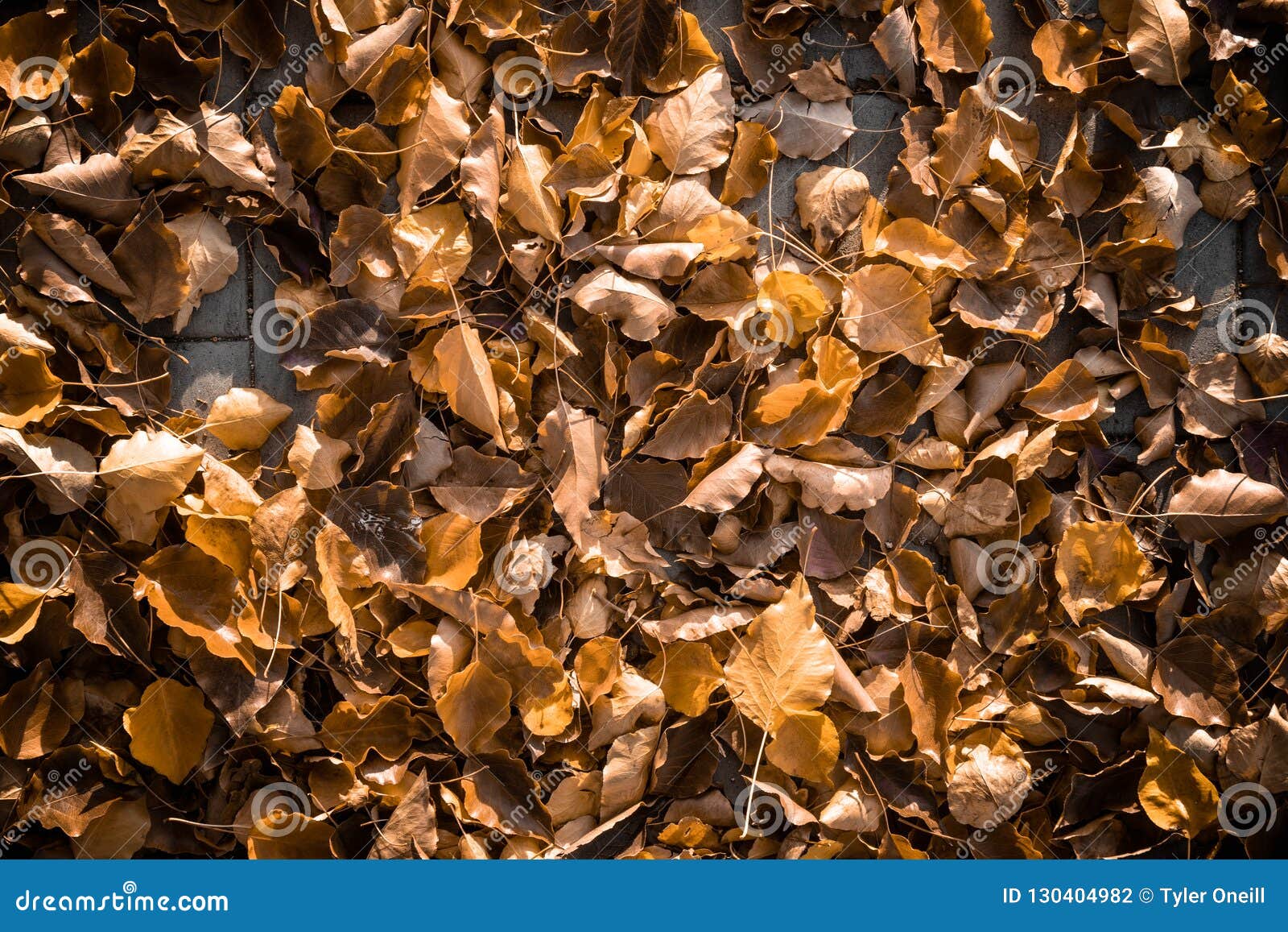 Orange Fall Leaves Background Texture Stock Photo - Image of abstract ...