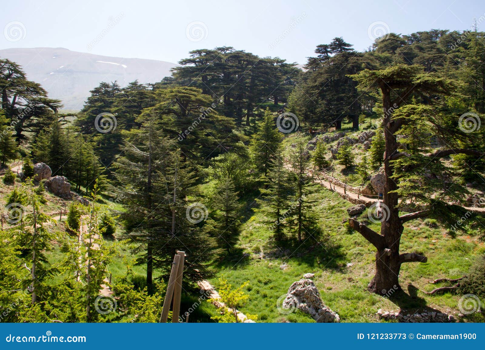 Trees in Arz Forest in North Lebanon Stock Image - Image of heritage ...