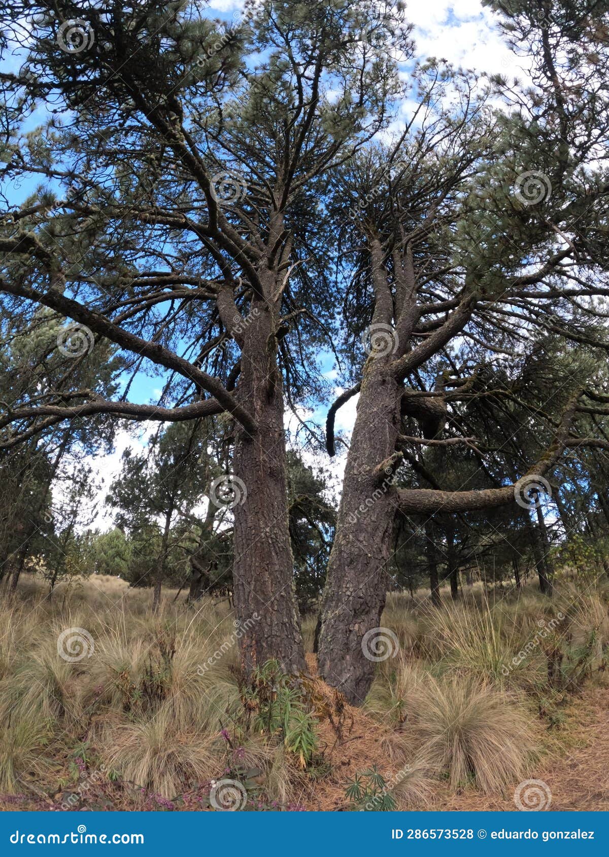 Wide Angle Trees in High Mountain of Mexico Stock Photo - Image of ...