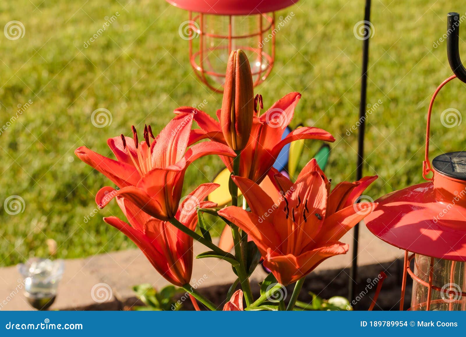 A Wide Angle View of a Cluster of Red Lilies Blooming Out Back Stock ...