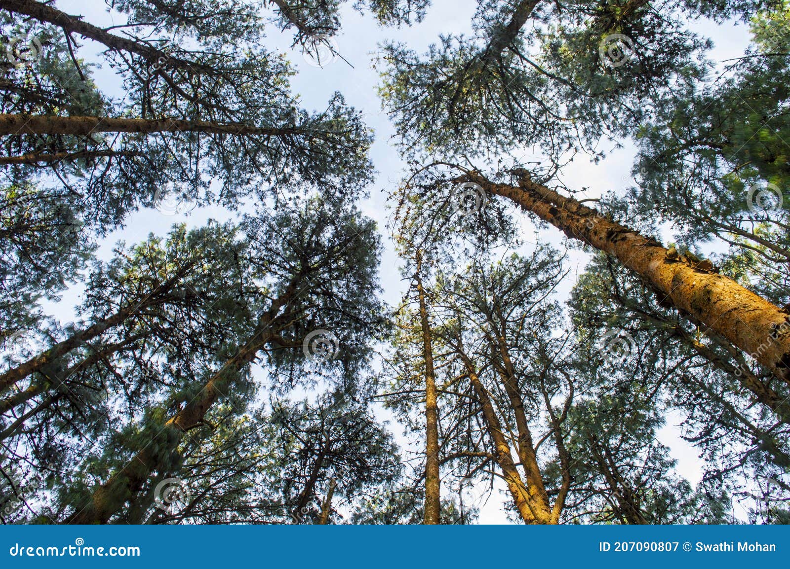 Wide Angle View of Dense Pine Tree Forest in Ooty Stock Image - Image ...