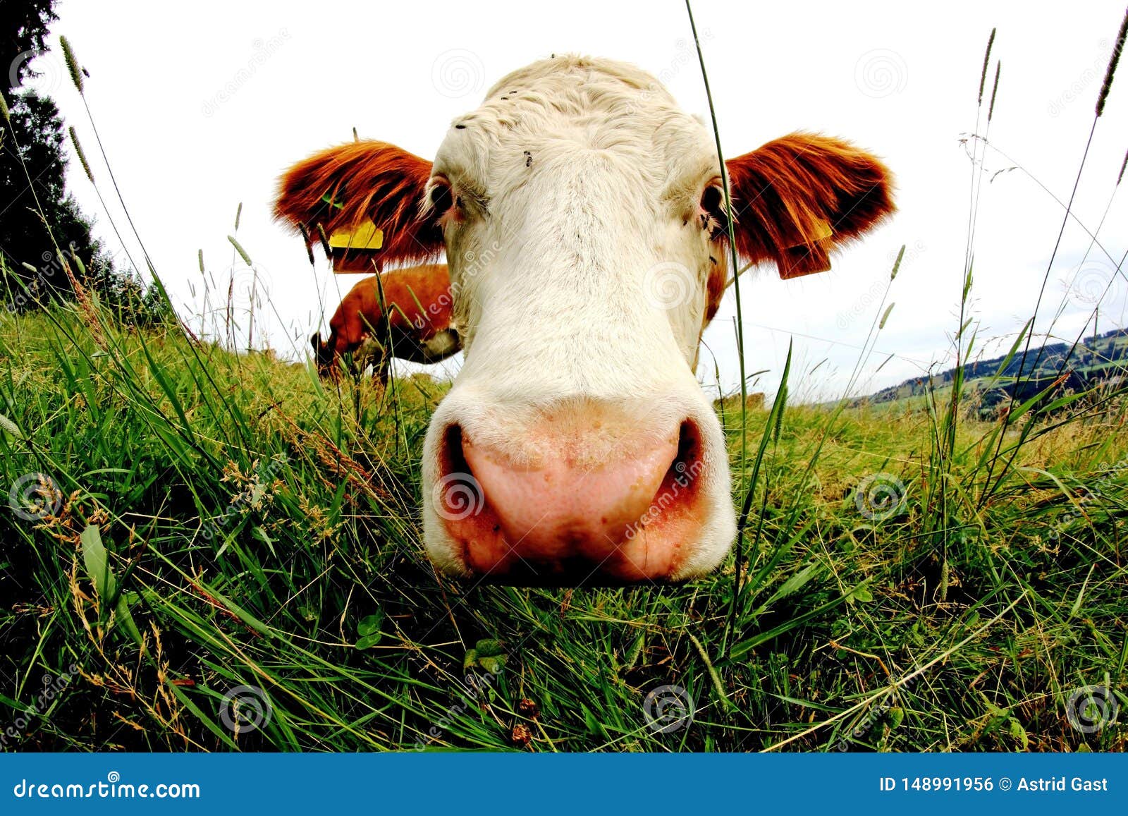 Wide-angle View of the Head of a Curious Simmental Cattle in the ...