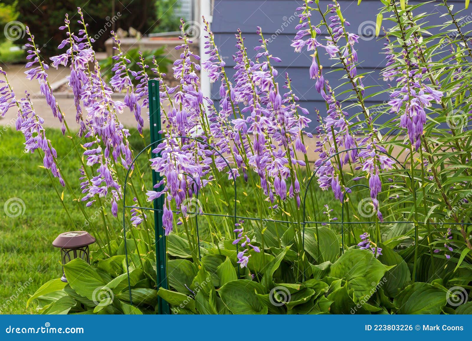 Wide Angle View of Lavender Hosta Blooms in the Side Garden Stock Photo ...