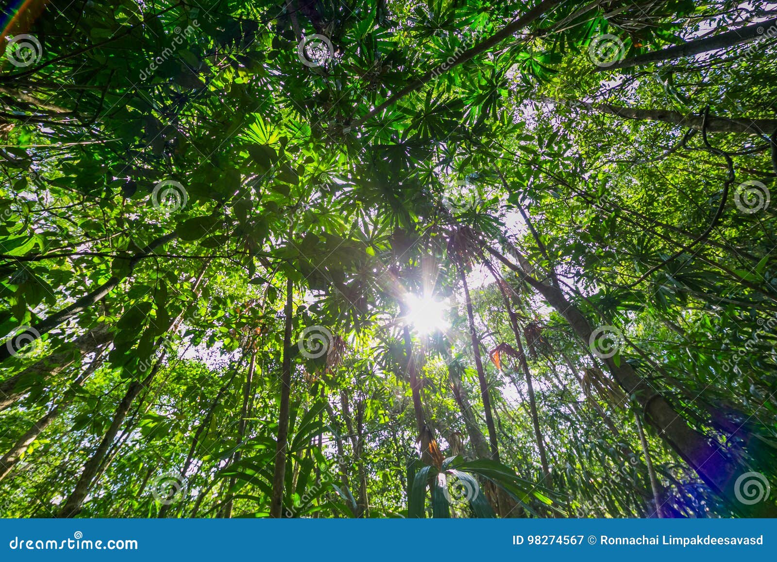 Wide Angle View Looking Up at the Tree Tops Stock Image - Image of view ...