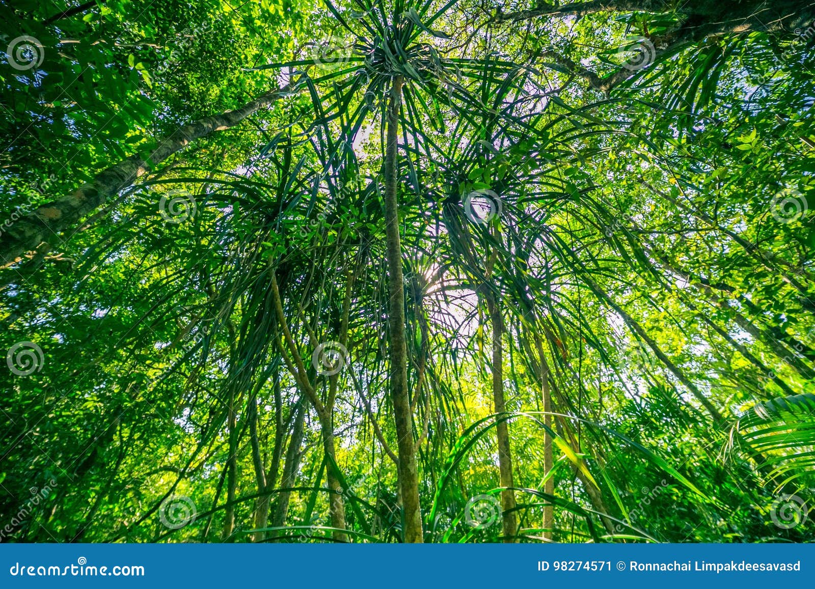 Wide Angle View Looking Up at the Tree Tops Stock Image - Image of ...