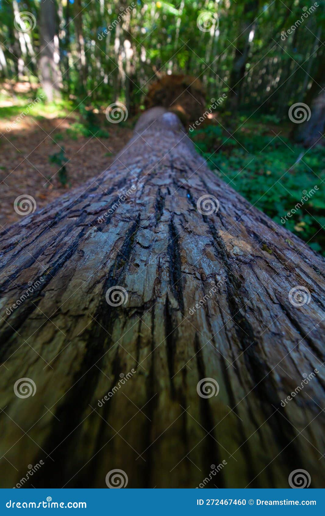 Wide Angle View of Overturned Tree in the Forest in Vertical View Stock ...