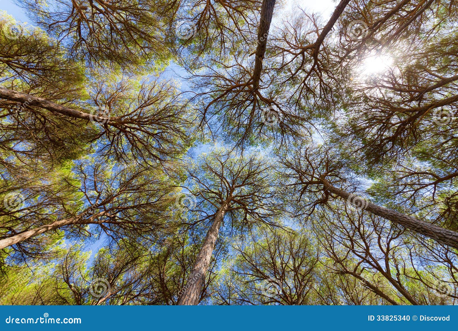 Wide Angle View of Pine Trees Stock Photo - Image of bark, outdoors ...