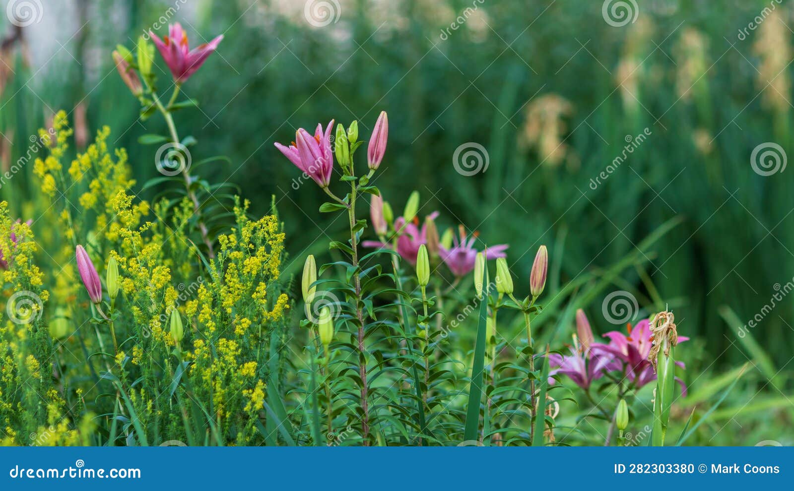 A Wide Angle View of Pink Lilies in the Front Garden in the Morning ...
