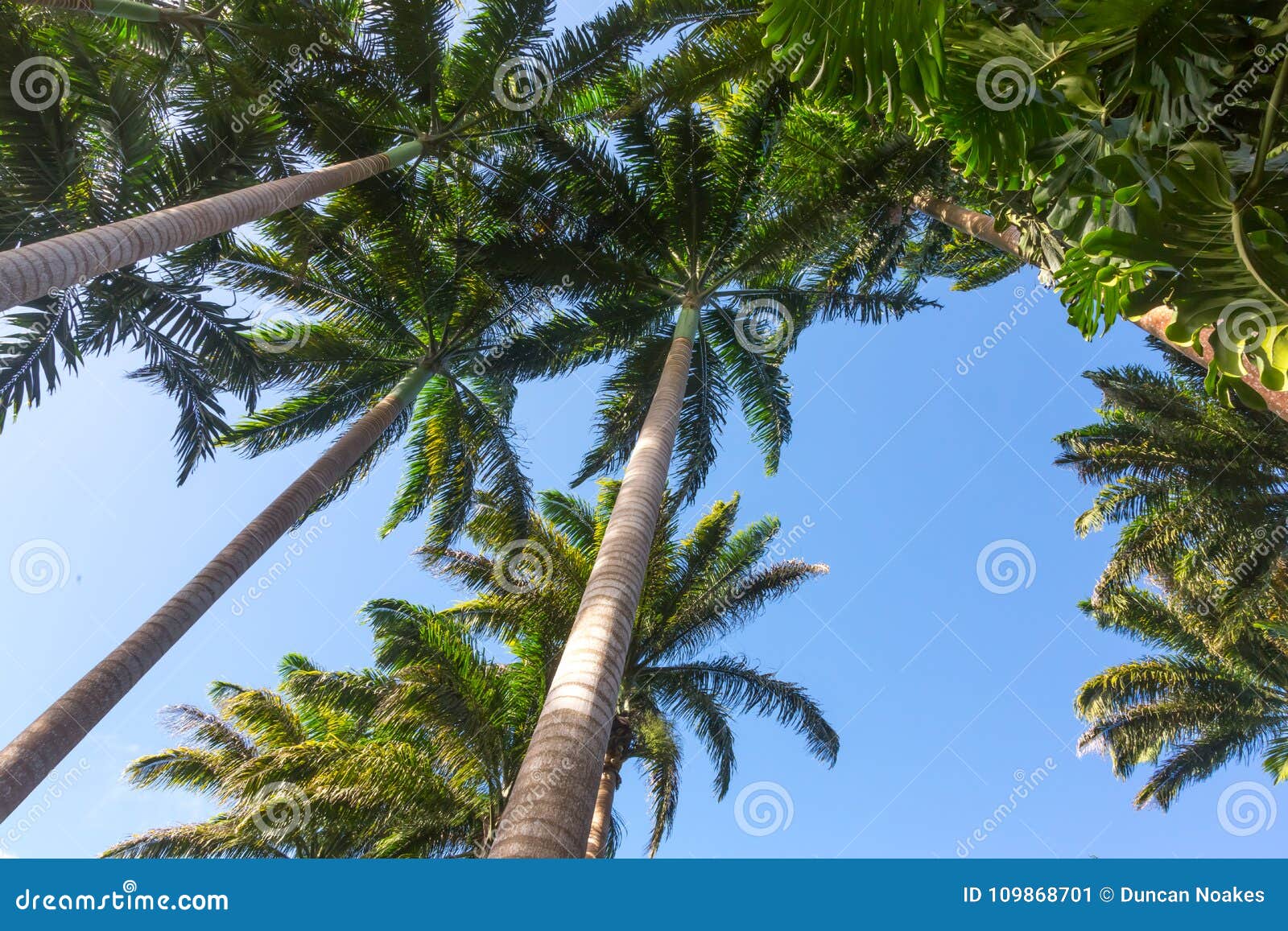 Wide Angle View of Tall Palm Trees Stock Image - Image of sunny, wide ...