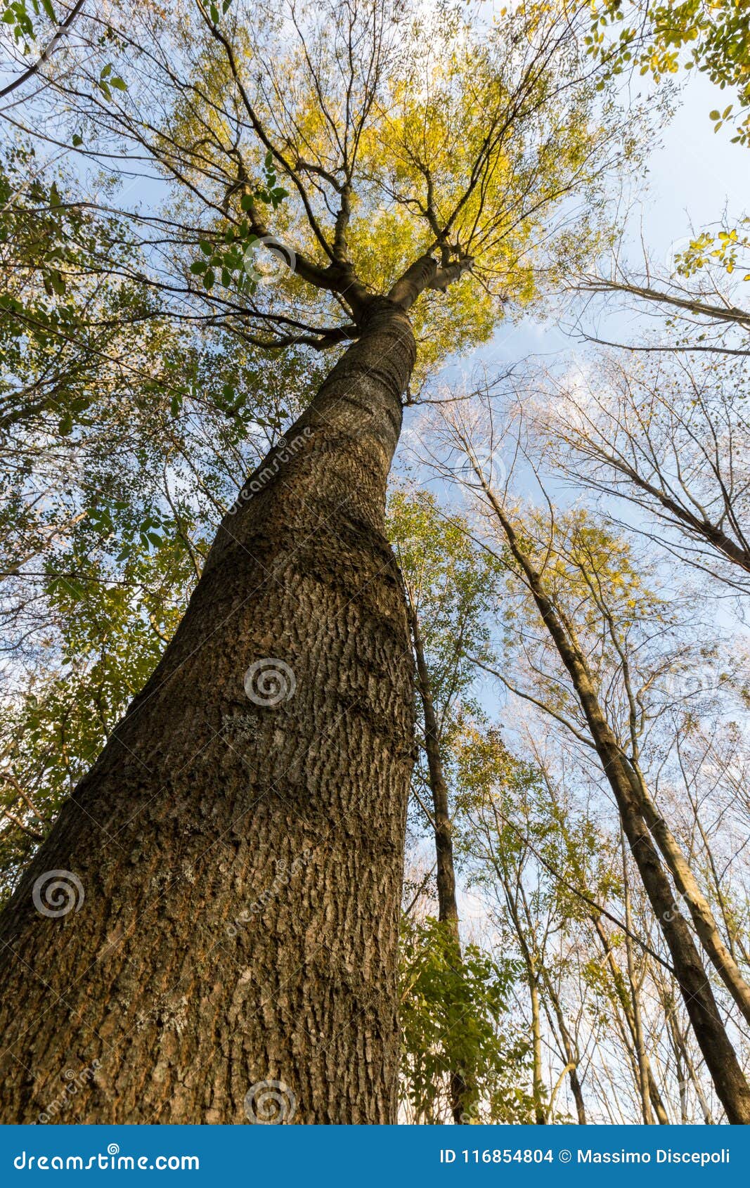 Wide Angle View of a Tall Tree from an Extremely Low Point of Vi Stock ...