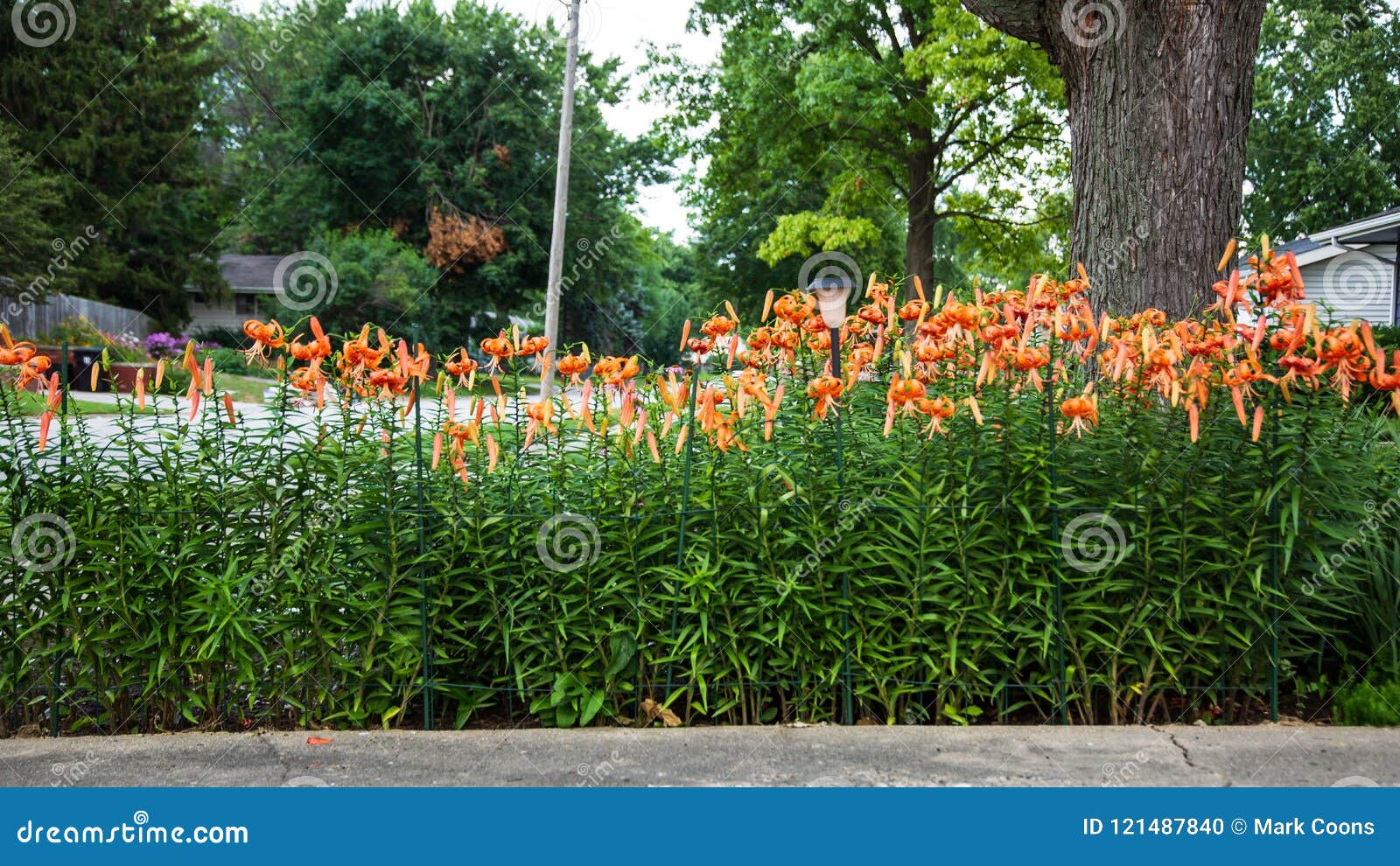 Wide Angle View of the Tiger Lily Garden Stock Photo - Image of ...