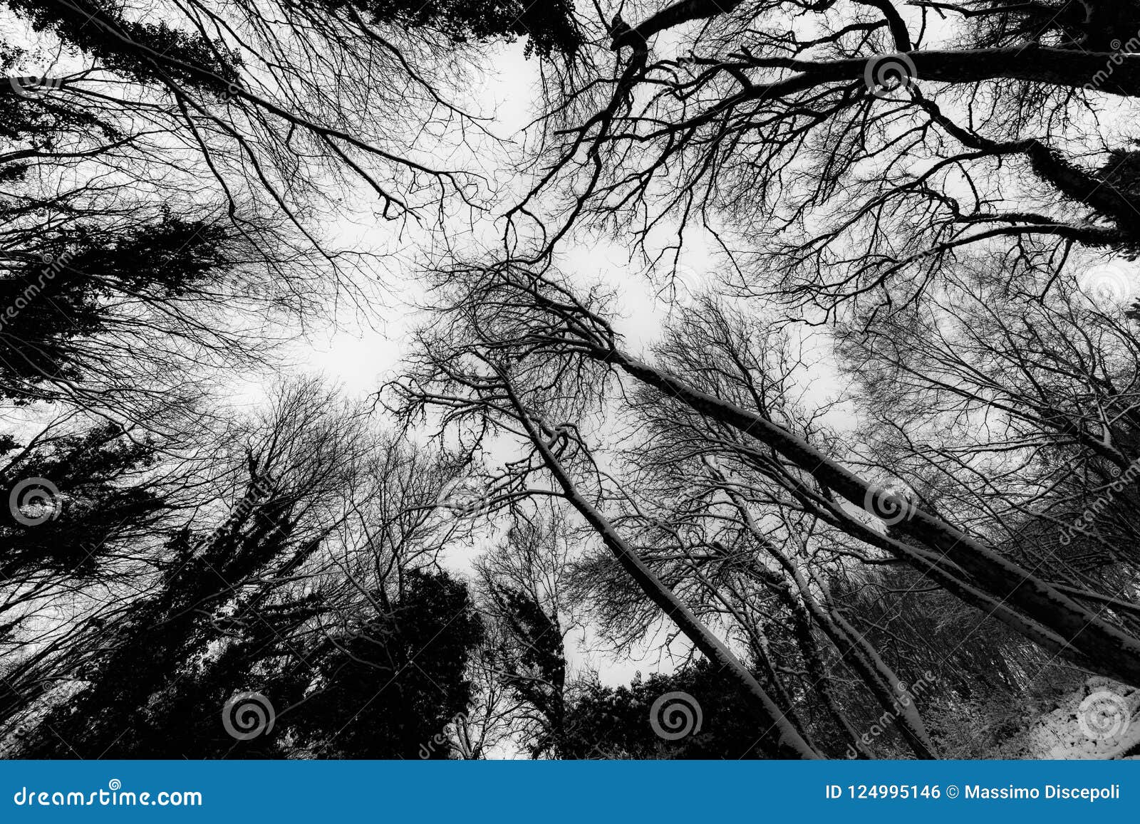 A Wide Angle View of Trees from Below, with Branches Creating Textures ...