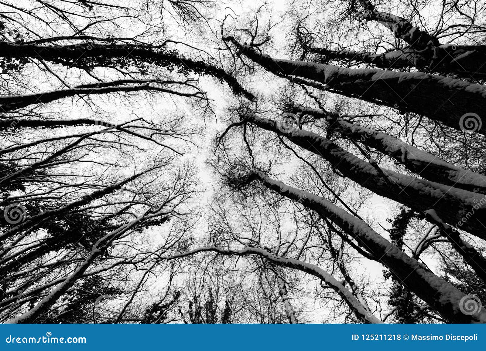 A Wide Angle View of Trees from Below, with Branches Creating Textures ...