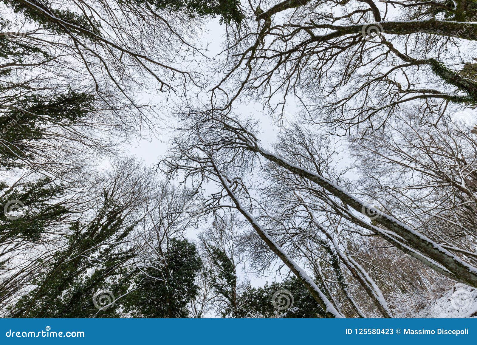 A Wide Angle View of Trees from Below, with Branches Creating Textures ...