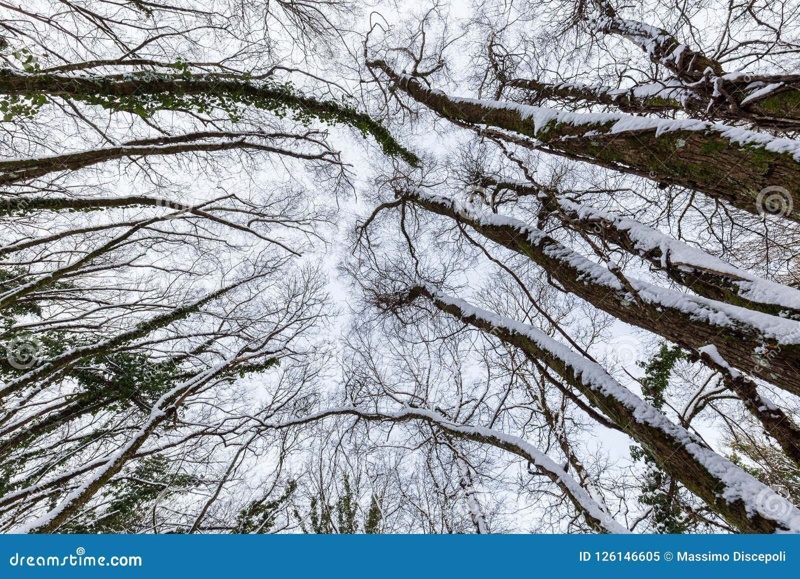 A Wide Angle View of Trees from Below, with Branches Creating Textures ...