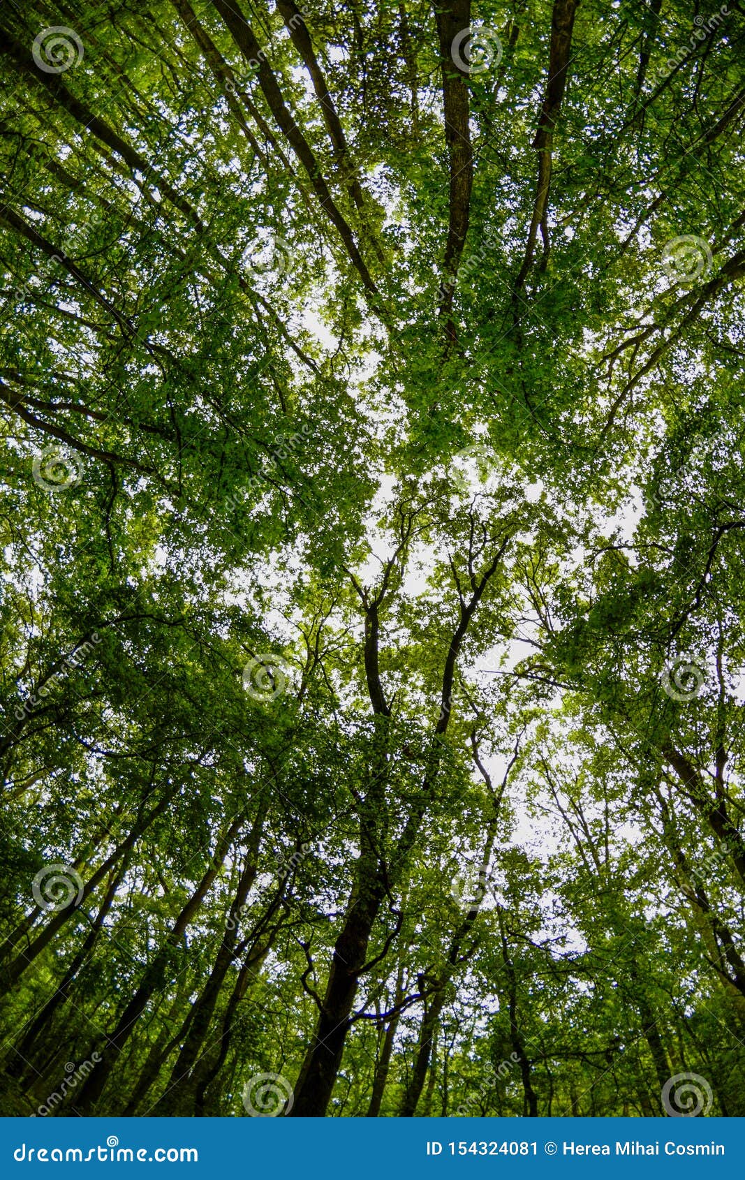 Wide Angle View of the Trees in the Forest Stock Image - Image of ...