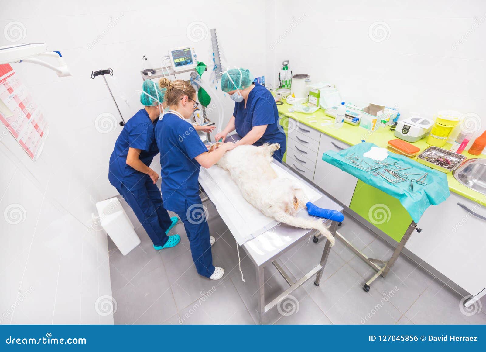 Wide Angle View of Veterinary Team in Operating Room Stock Photo ...