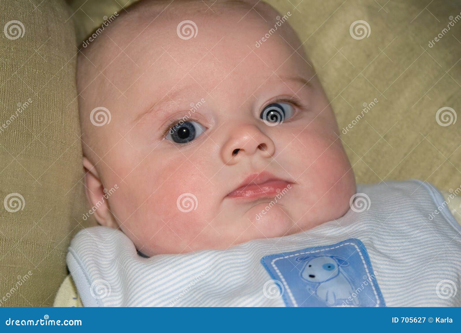 Wide awake stock image. Image of alert, adorable, chubby - 705627