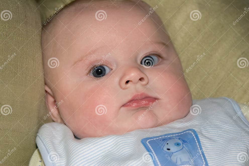 Wide awake stock image. Image of alert, adorable, chubby - 705627