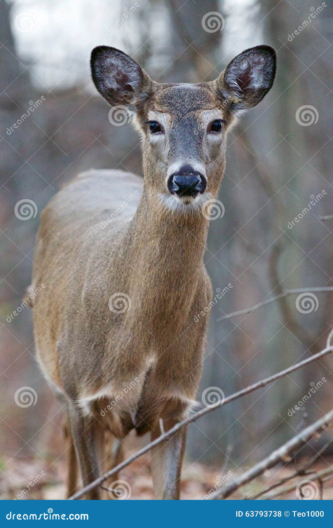 Wide Awake Deer with the Big Eyes Stock Photo - Image of leaves ...