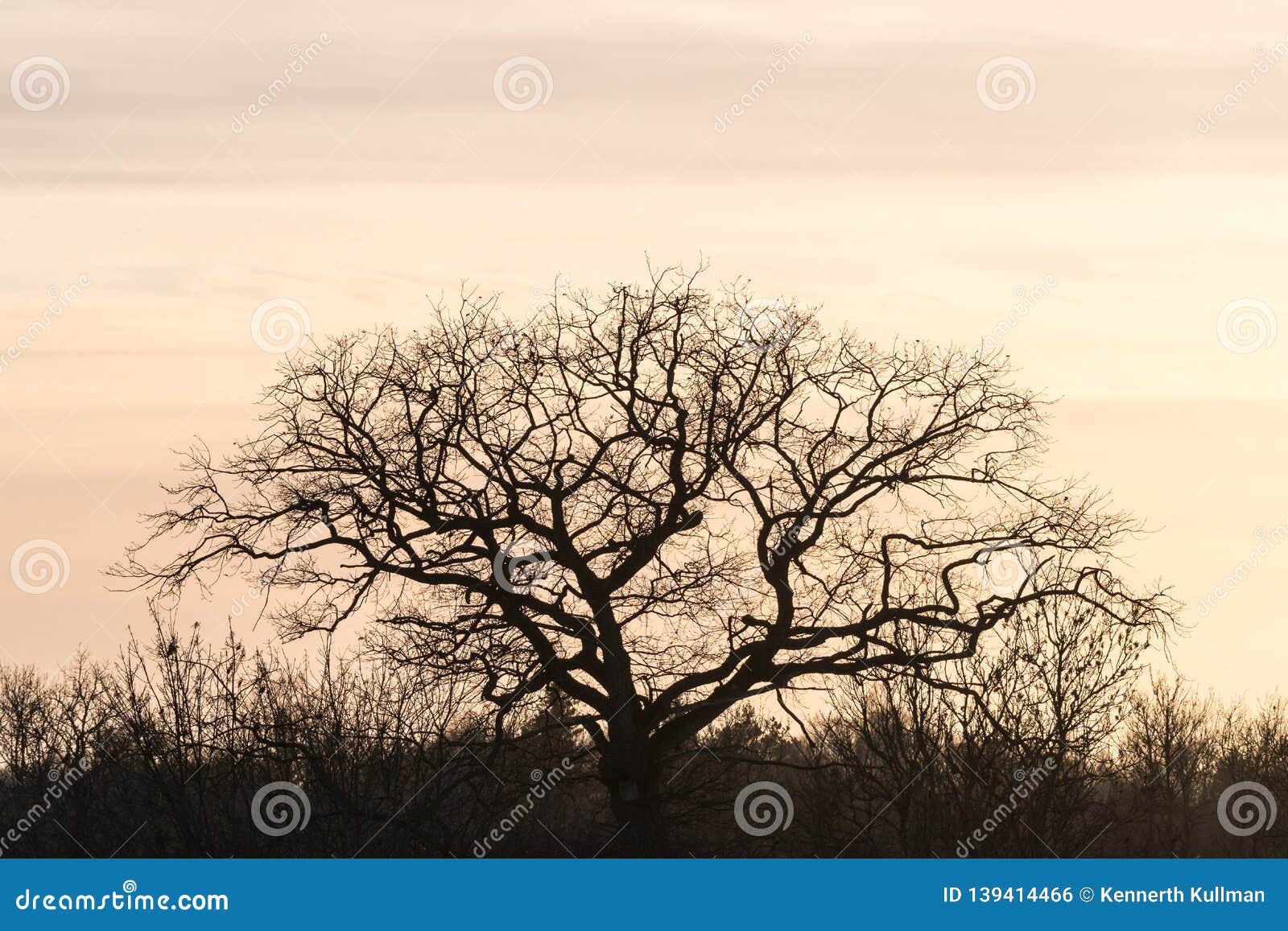 Wide oak tree silhouette stock photo. Image of rural - 139414466