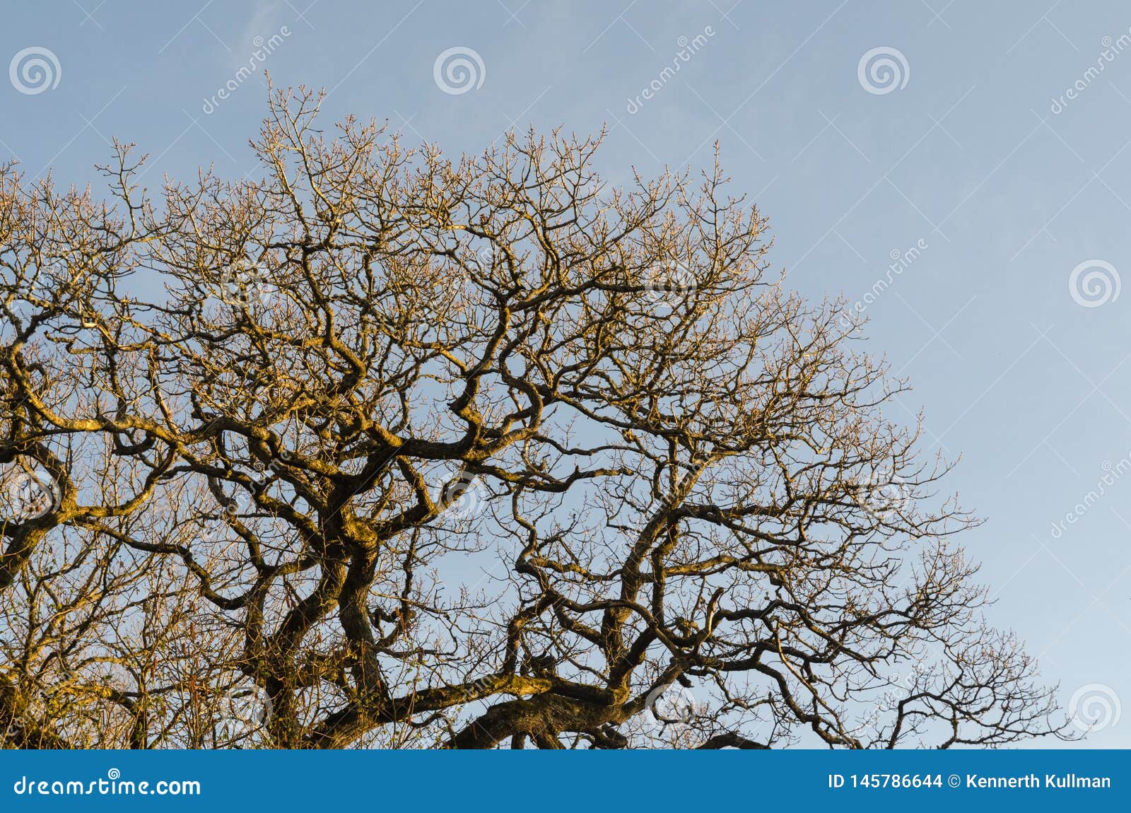 Wide bare oak tree top stock photo. Image of landscape - 145786644