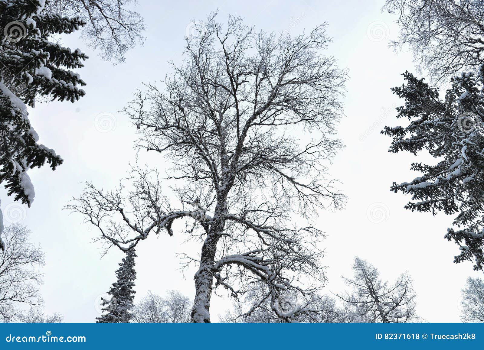 Wide and Big Branches of Huge Tree in Winter Forest Stock Photo - Image ...