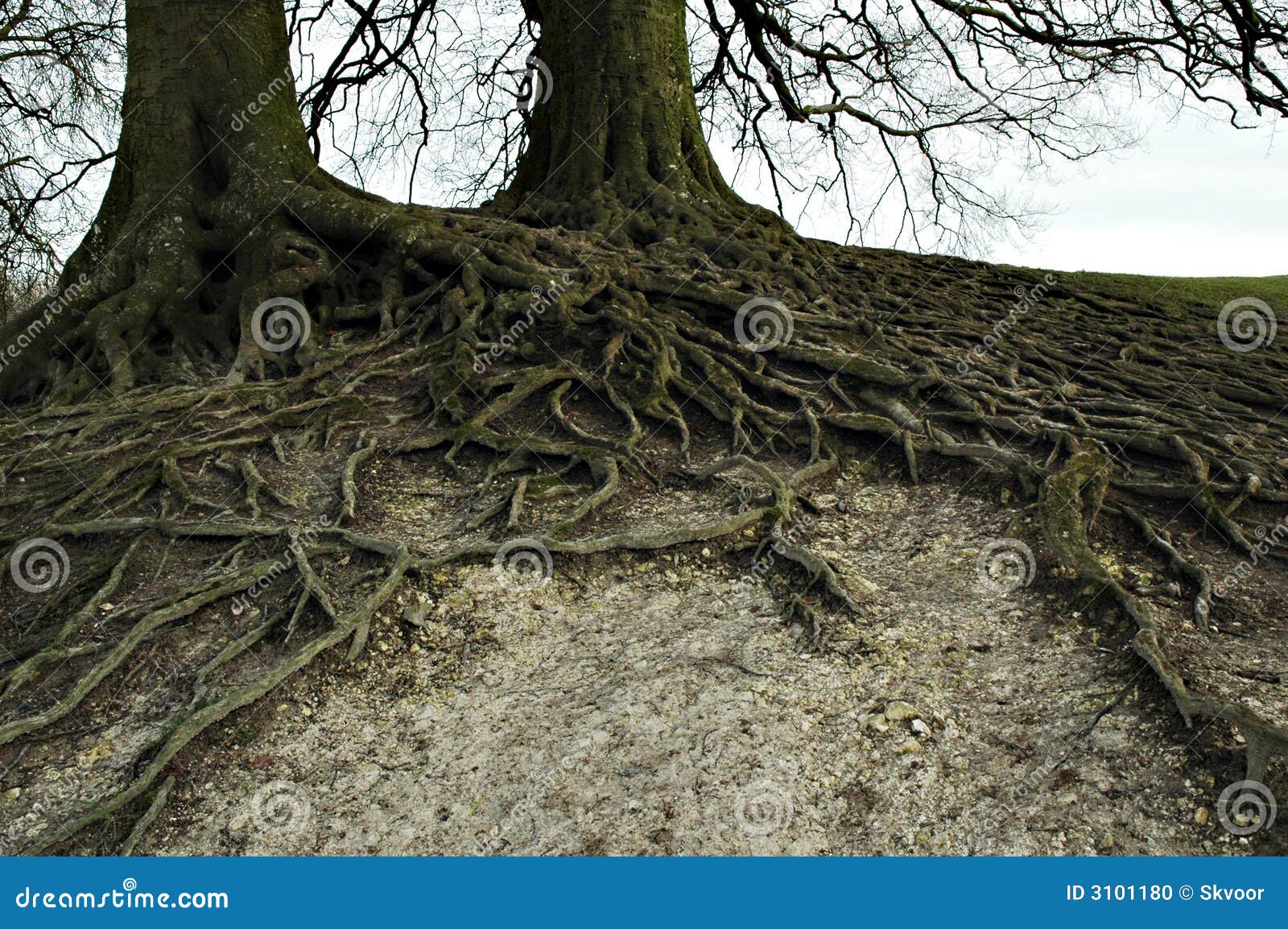 Wide branched roots stock photo. Image of scenic, flora - 3101180