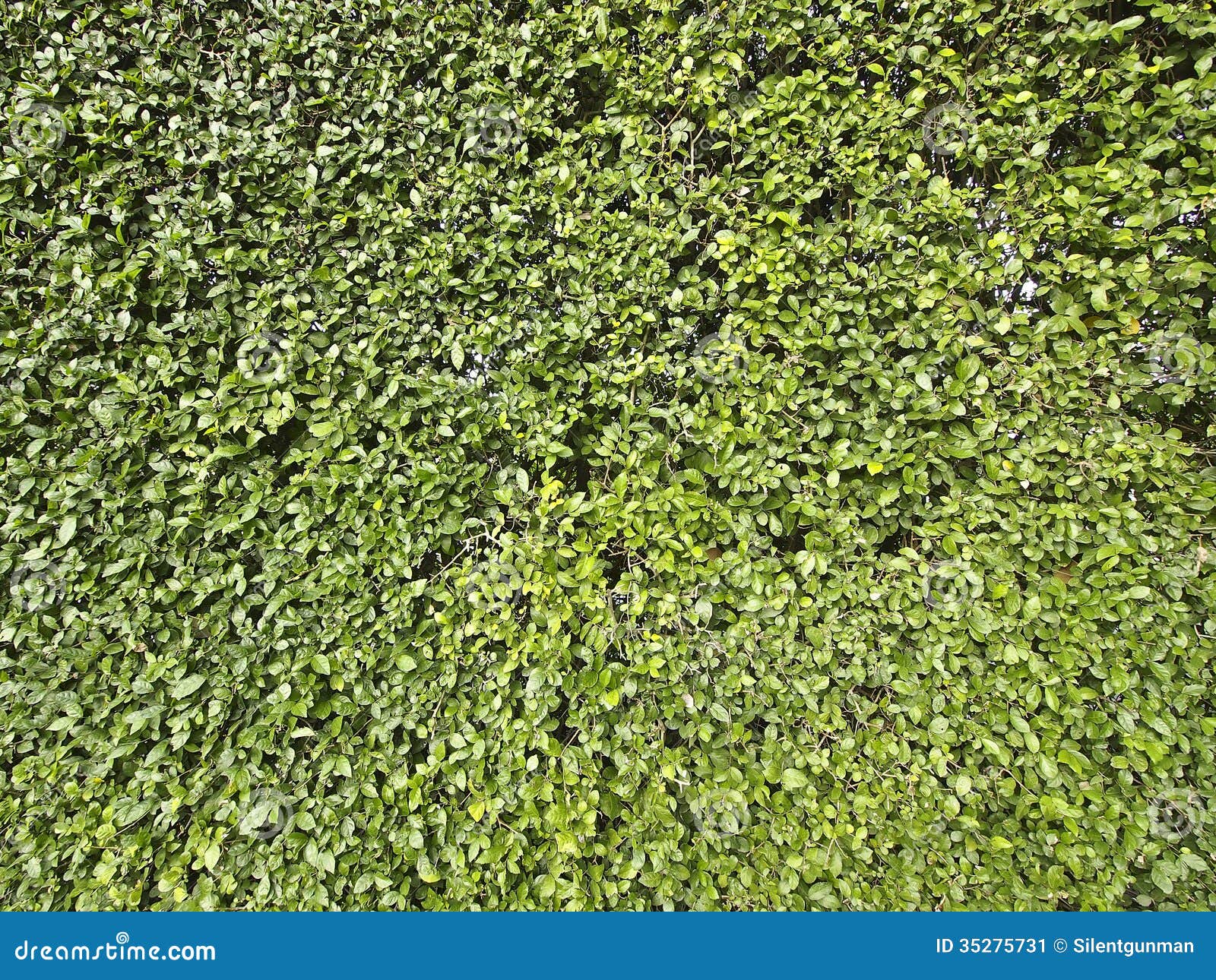 Wide bush texture stock image. Image of tree, green, leaf - 35275731