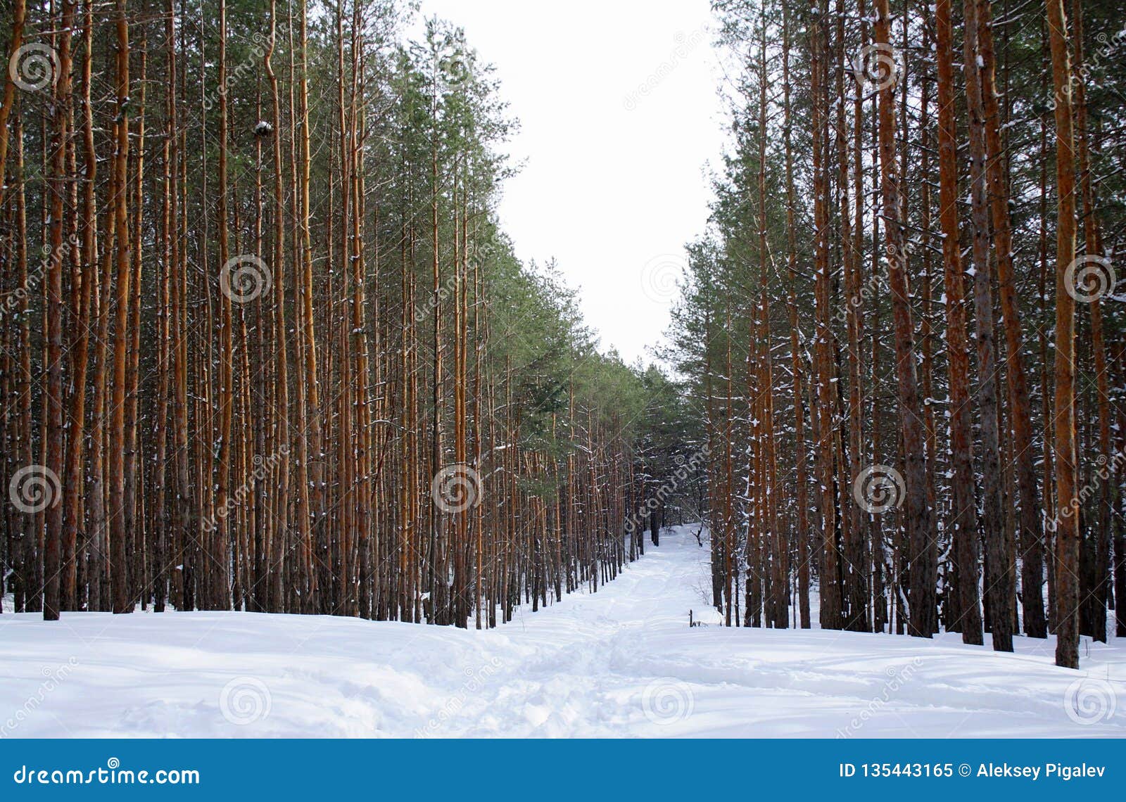 A Wide Clearing in the Winter Pine Forest Stock Image - Image of pine ...