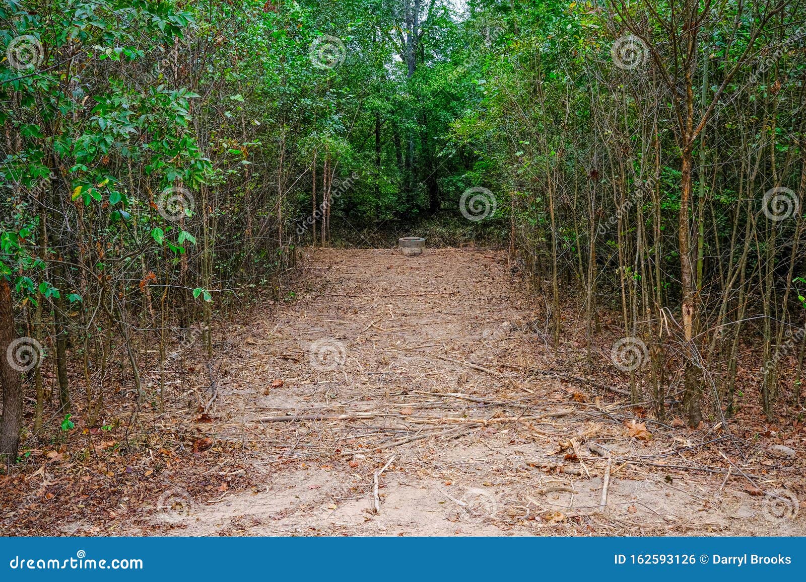 Path Cleared through Forest To Sewer Stock Photo - Image of sports ...