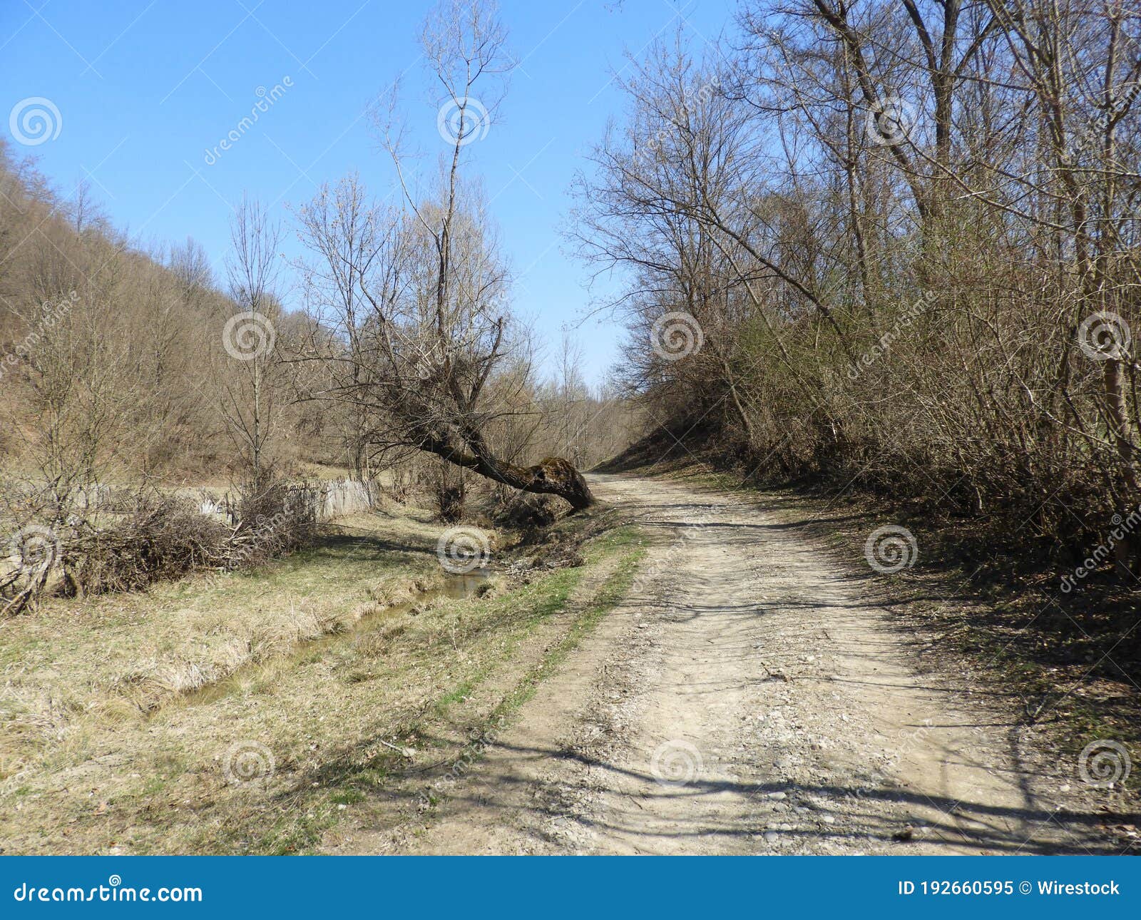 Wide Dirt Road Surrounded by Dry Trees with on a Bright Day Stock Image ...