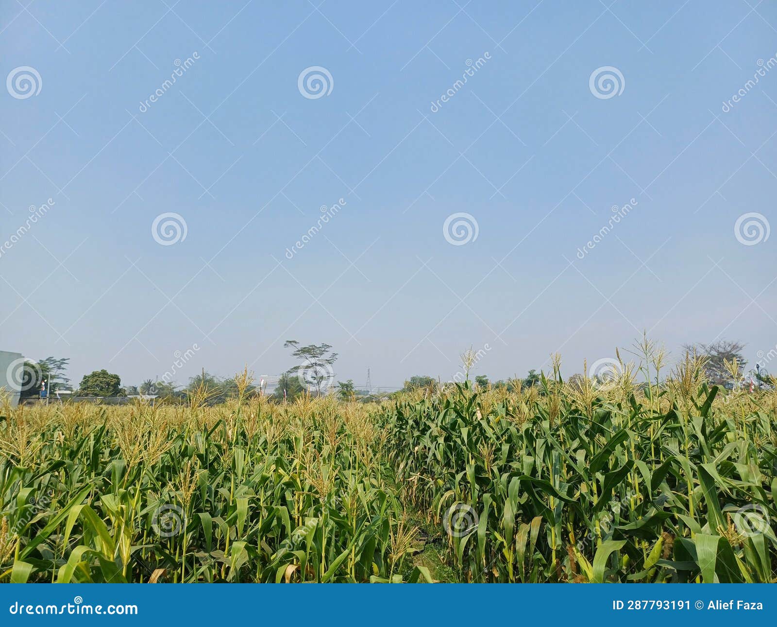 Wide expanse of corn field stock image. Image of cereal - 287793191