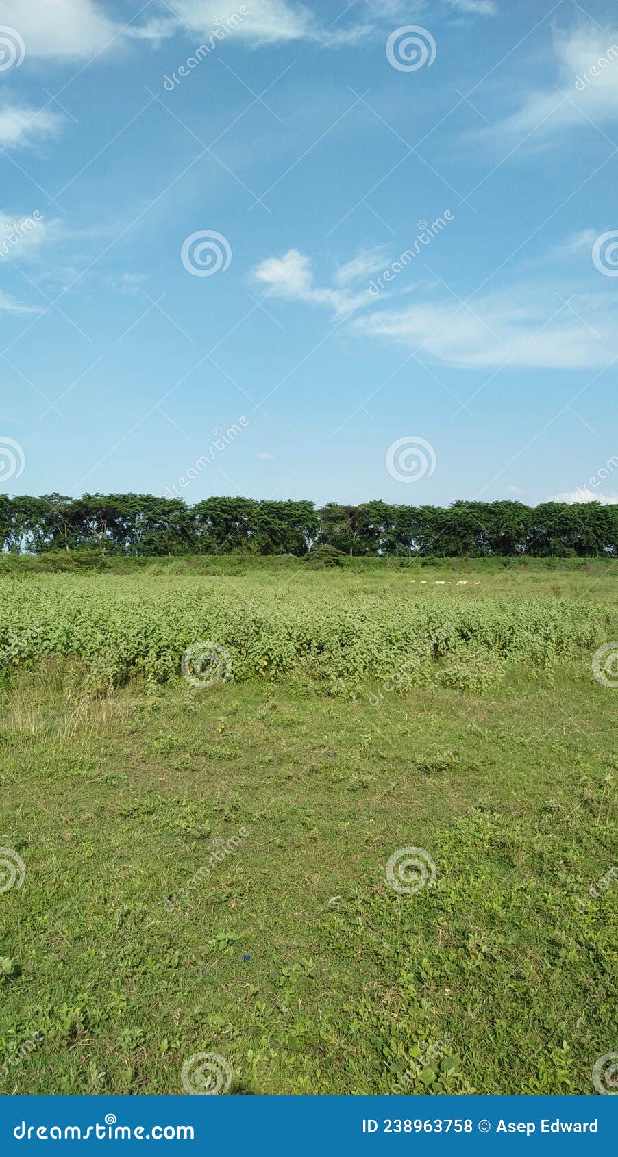 Wide expanse of grass stock photo. Image of soil, hill - 238963758