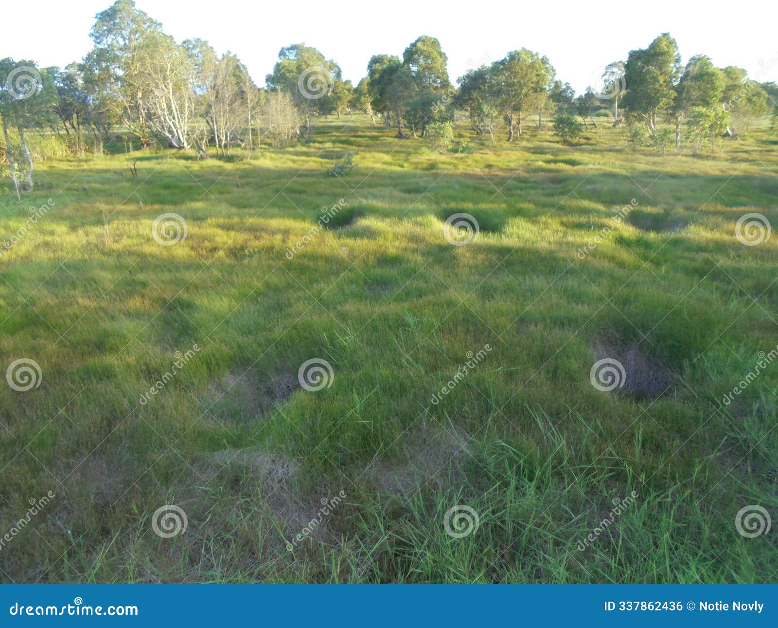 A Wide Expanse of Grass that Looks Fertile Stock Photo - Image of ...