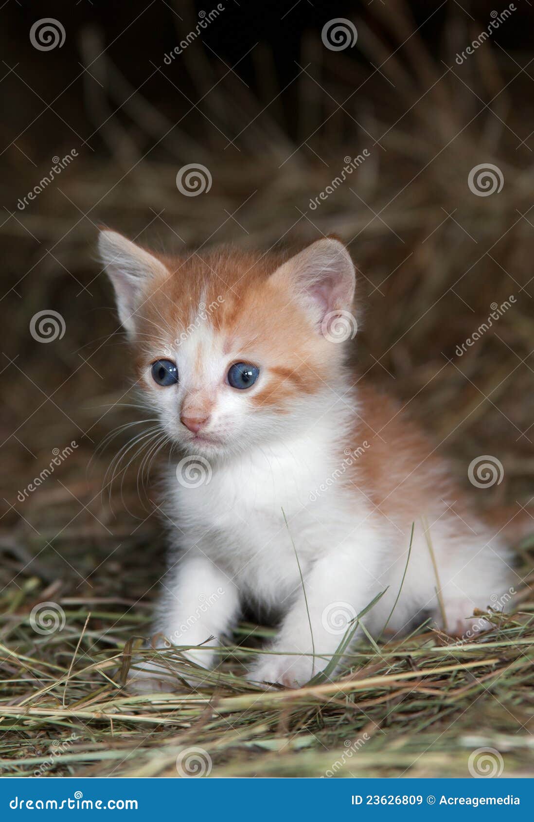 Wide-eyed Cat stock image. Image of kitten, funny, eyes - 23626809