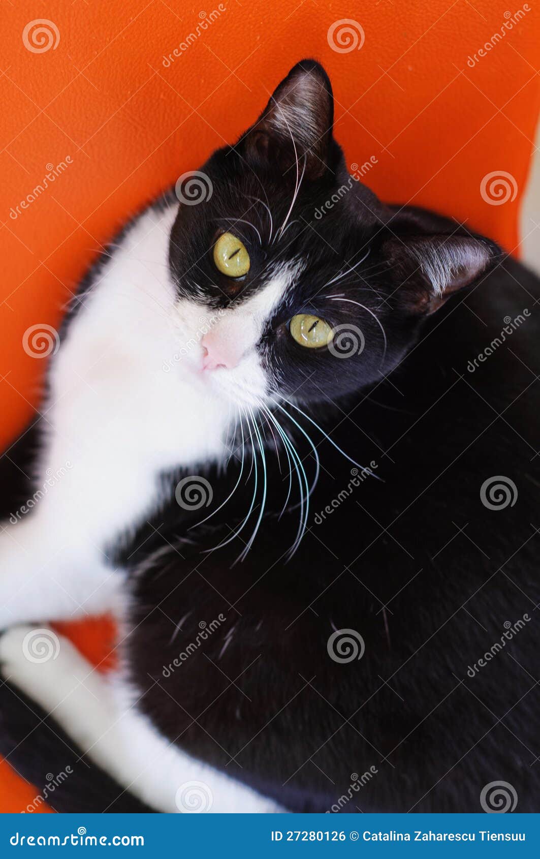 Wide-eyed cat stock photo. Image of white, small, pretty - 27280126