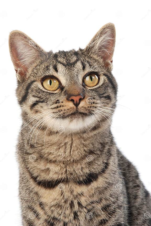 Wide eyed cat stock photo. Image of pets, face, friend - 7151934