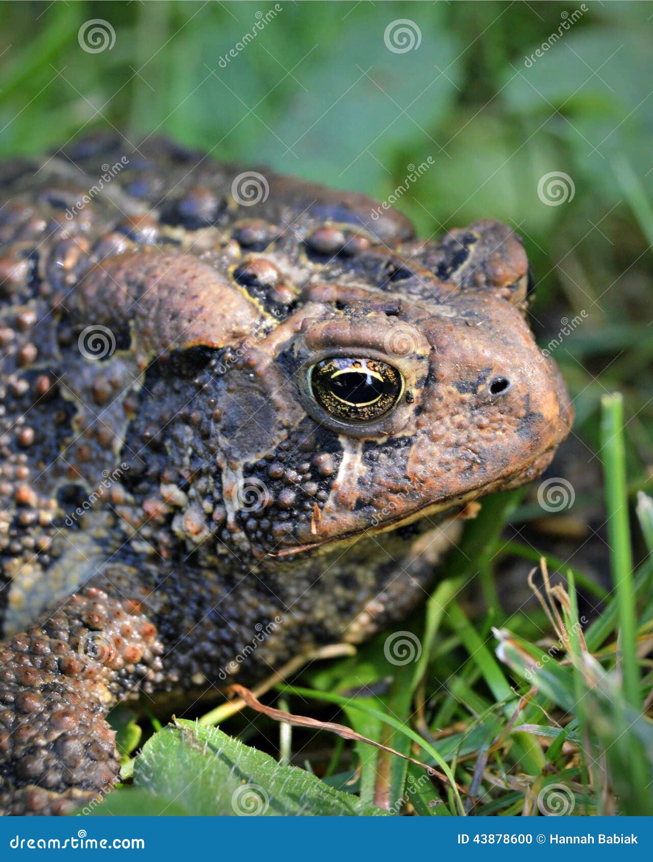 Wild Toad Sitting in Grass, Close-Up Stock Photo - Image of face ...