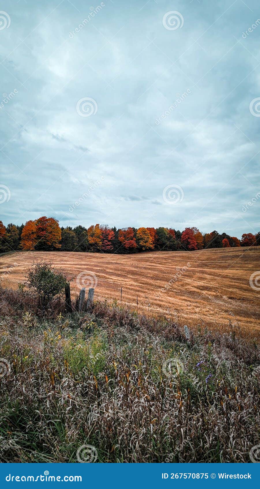 Wide Farm Field Surrounded by Trees Stock Image - Image of field ...