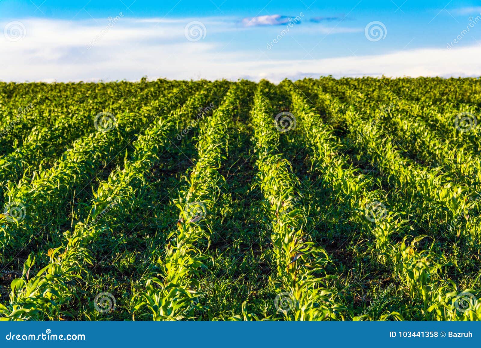 Corn fields stock photo. Image of growing, corny, farming - 103441358