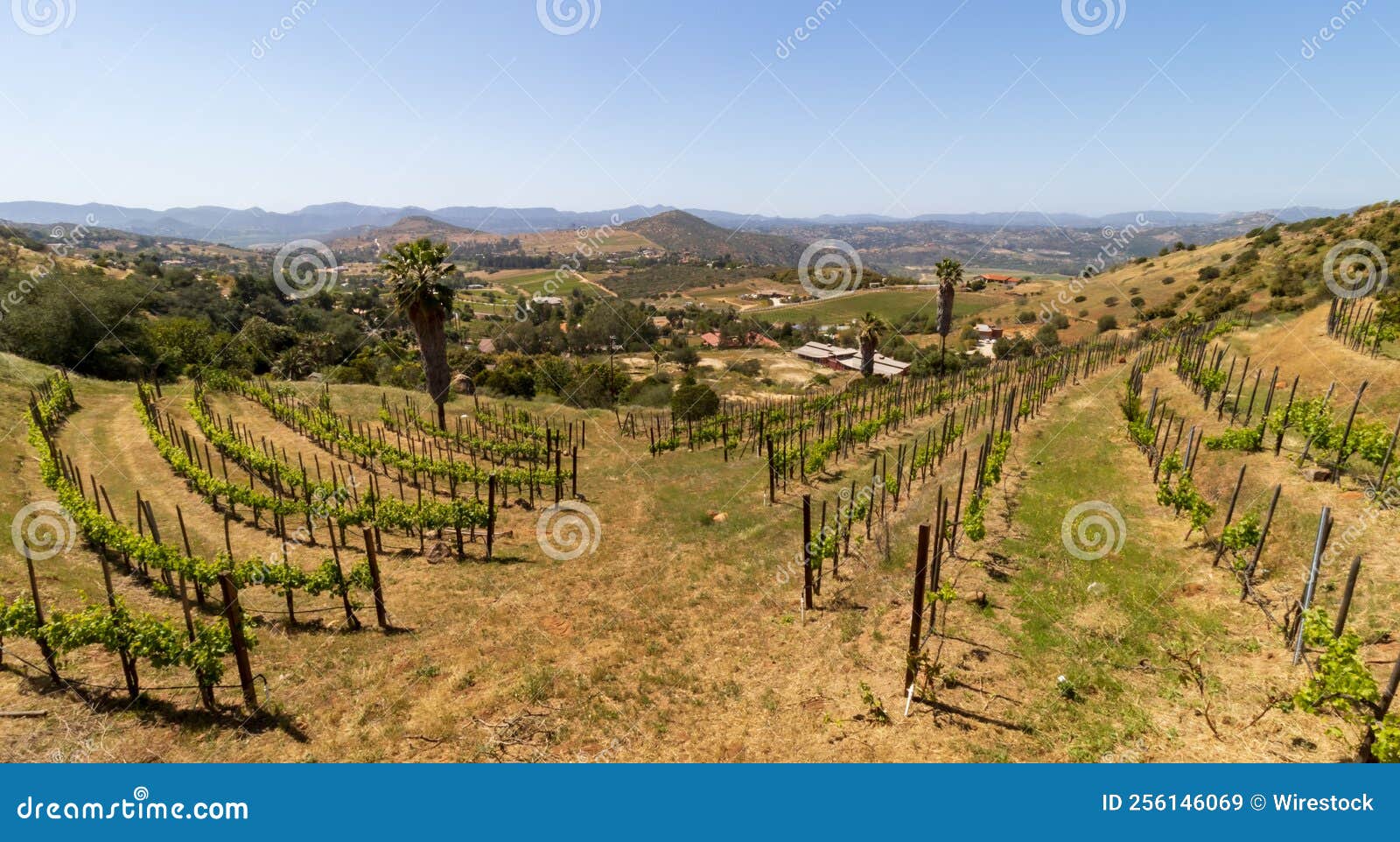 Wide Field of Grape Vineyard Stock Image - Image of grape, rural: 256146069