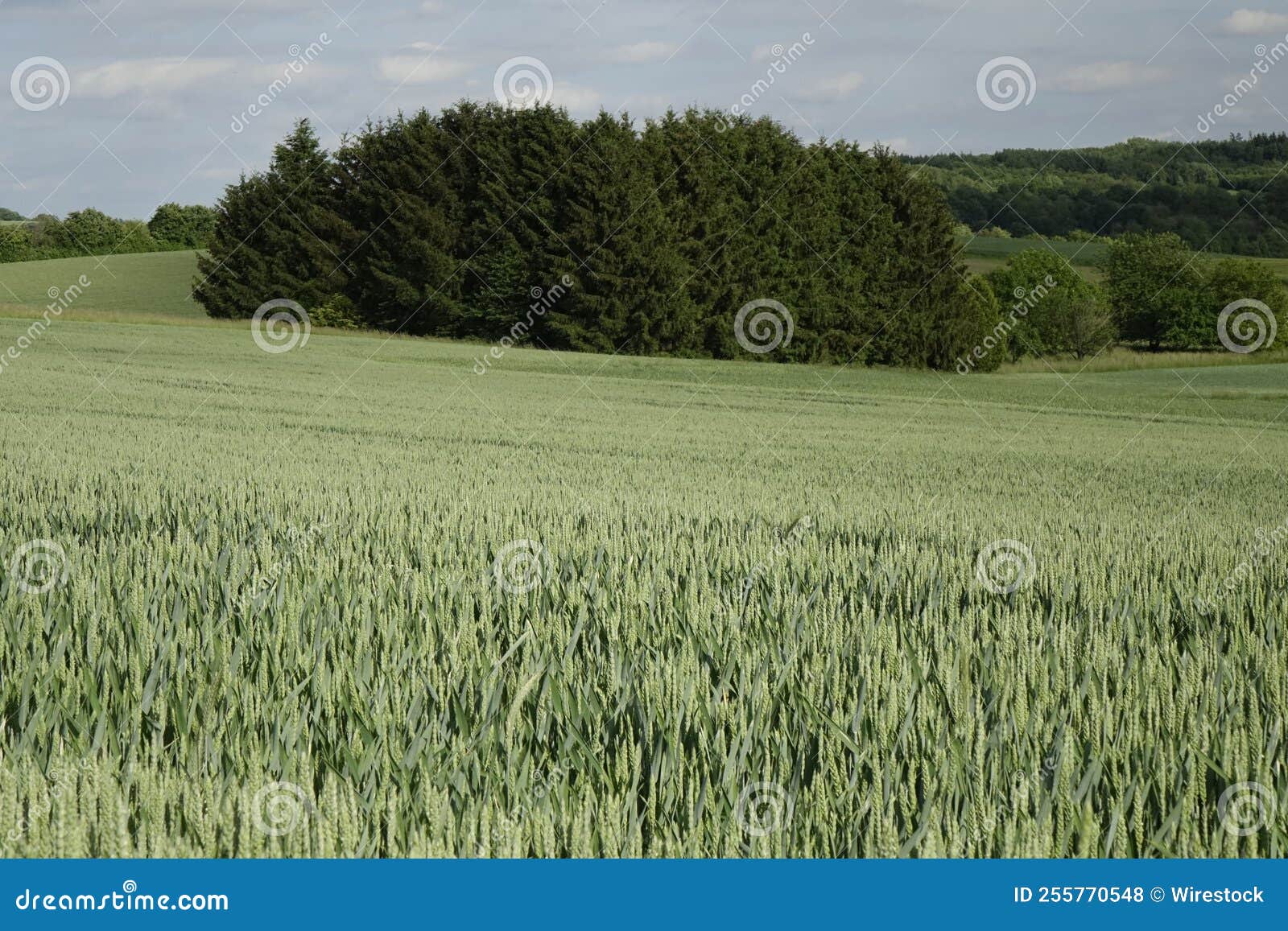 Wide Field with Green Grasses on a Cloudy Day Stock Photo - Image of ...