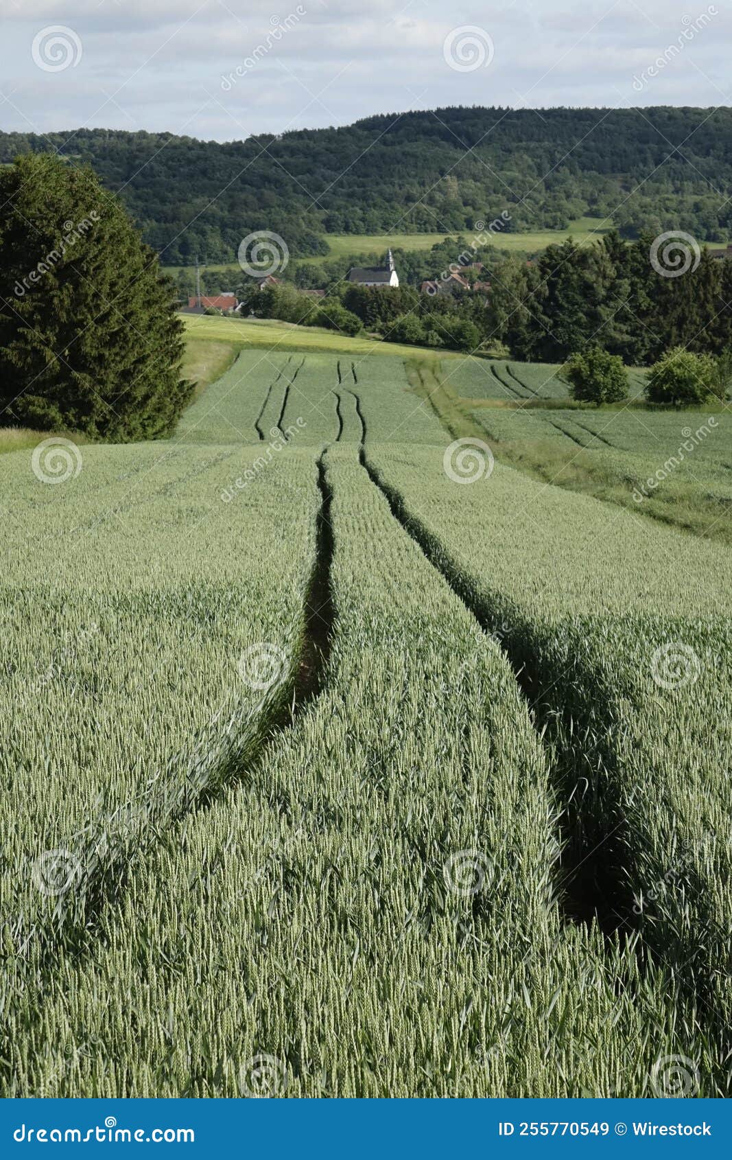 Wide Field with Green Grasses on a Cloudy Day Stock Image - Image of ...