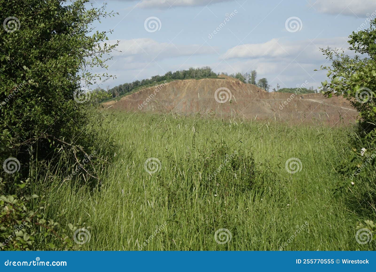 Wide Field with Green Grasses on a Cloudy Day Stock Image - Image of ...